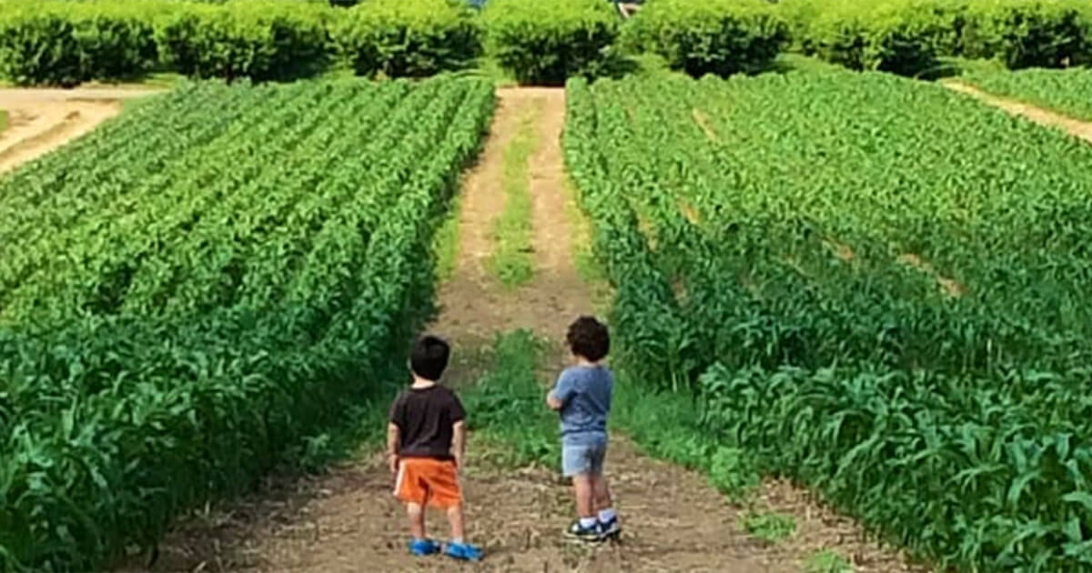 From Farm to Unschooling the Parent | Alliance for Self-Directed Education